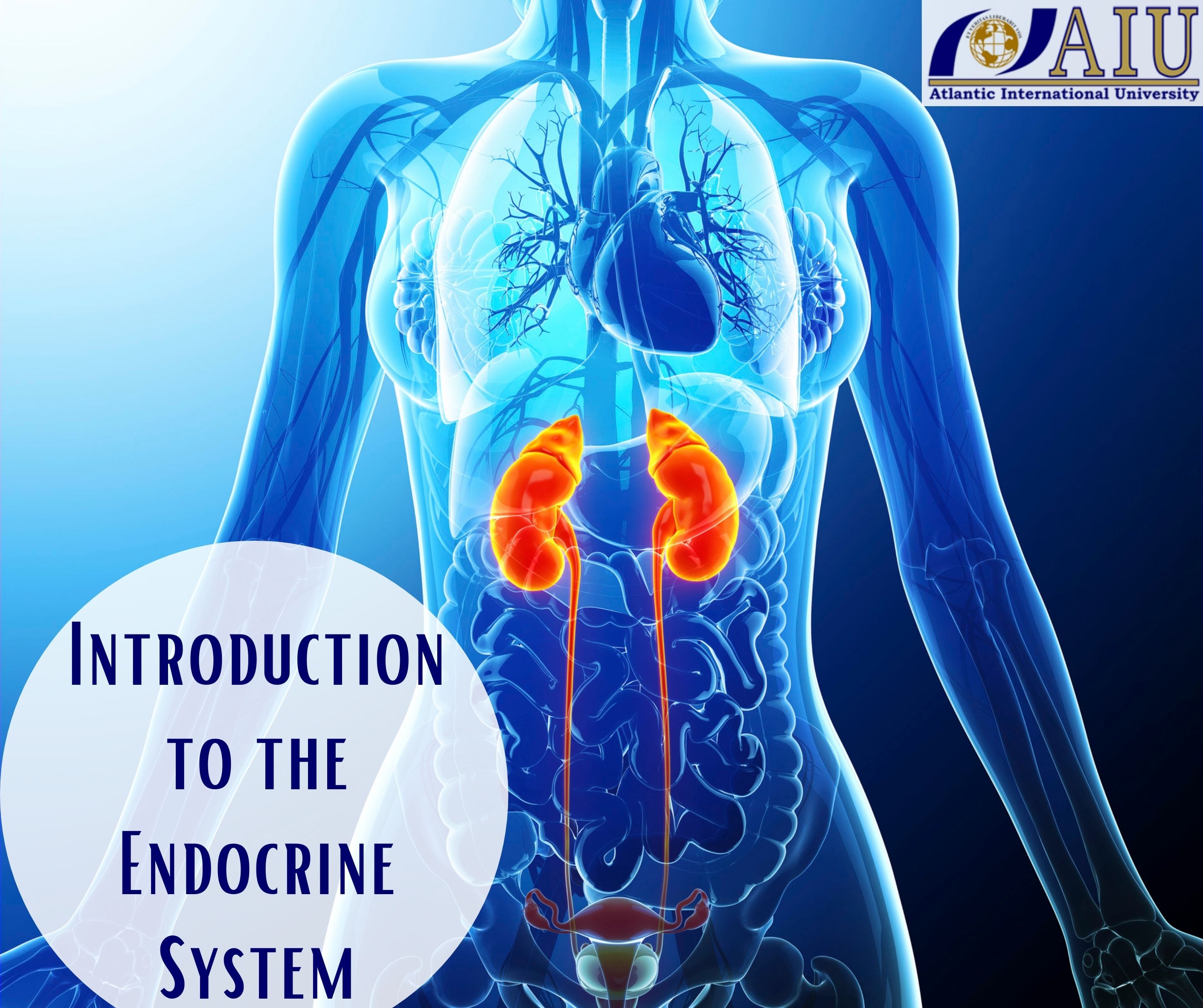 Introduction to the Endocrine System